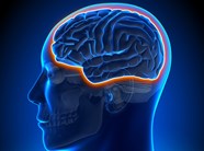Breakdown Of Blood Brain Barrier May Drive Dementia